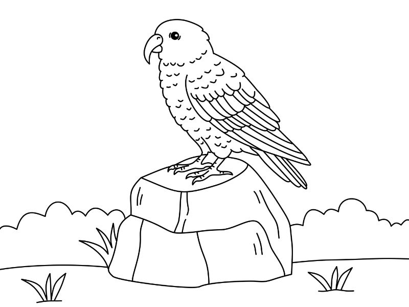 Free printable coloring page of kea parrot